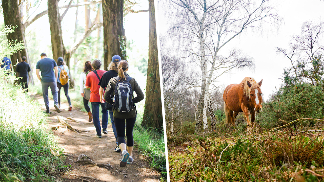 Best Walks In The New Forest | 10 Mapped Routes