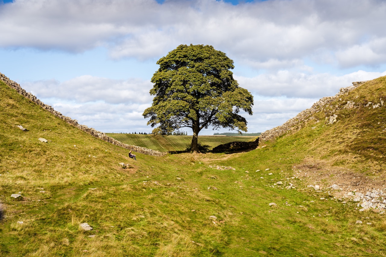 Iconic Tree on Hadrian’s Wall Path Cut Down in...